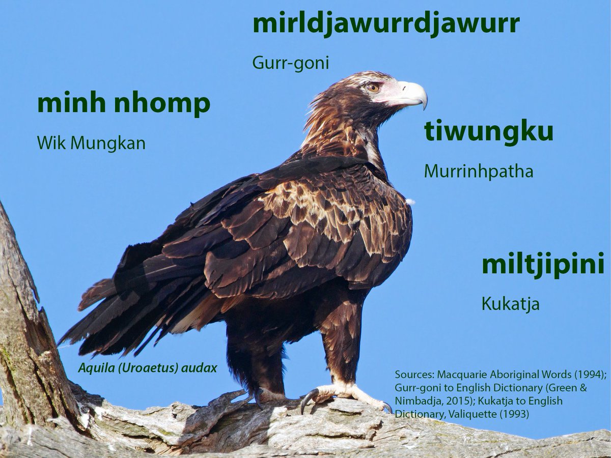 Wedge Tail Eagle Aboriginal Wedge Tailed Eagle (Aquila Audax)