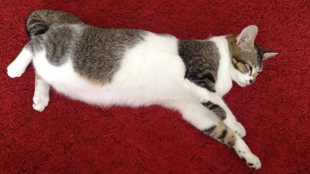 Ini Adalah Bellarina Natasya: Bagaimana Cara Elakkan Kucing Bergaduh ...