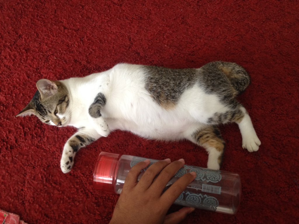 🐈 Berapa kali setahun kucing melahirkan - kekerapan kelahiran - kucing ...