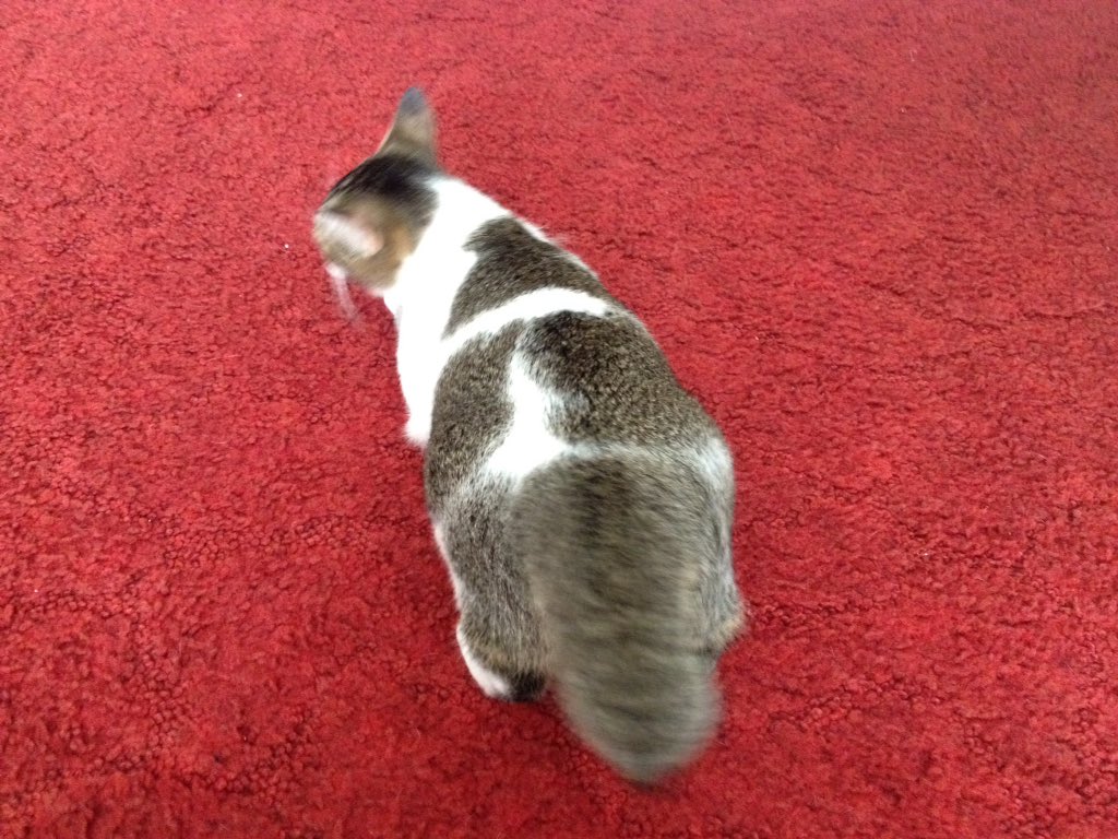 🐈 Berapa kali setahun kucing melahirkan - kekerapan kelahiran - kucing ...