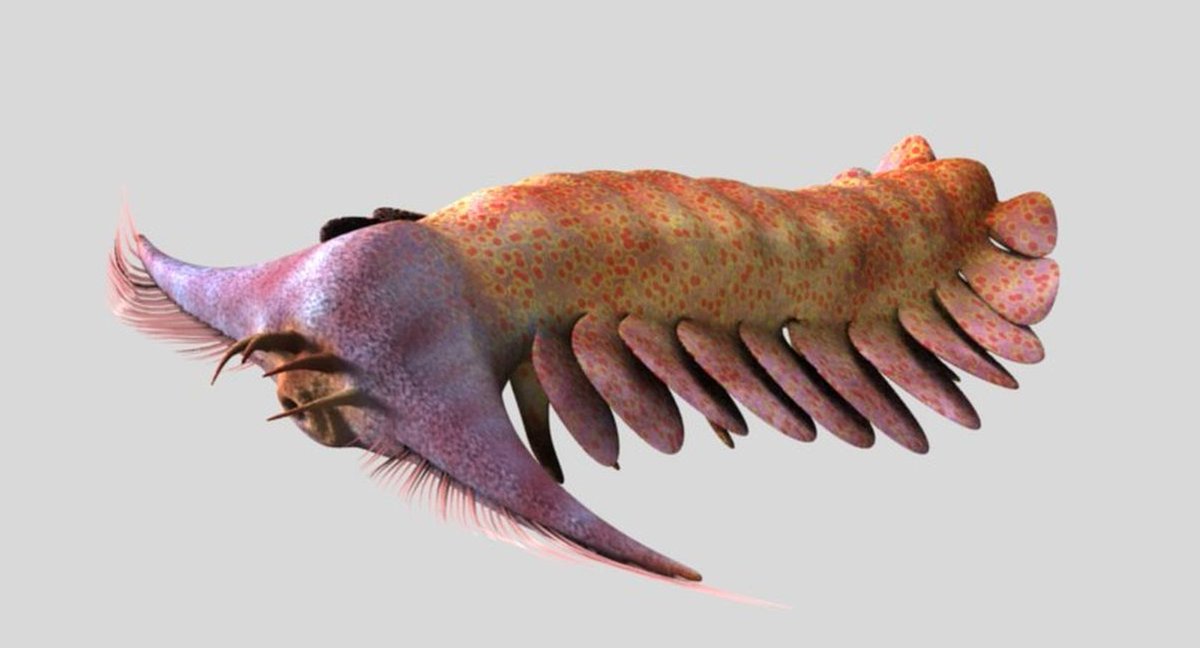 The Middle Cambrian 505 million yr old Burgess Shale (British Columbia ...