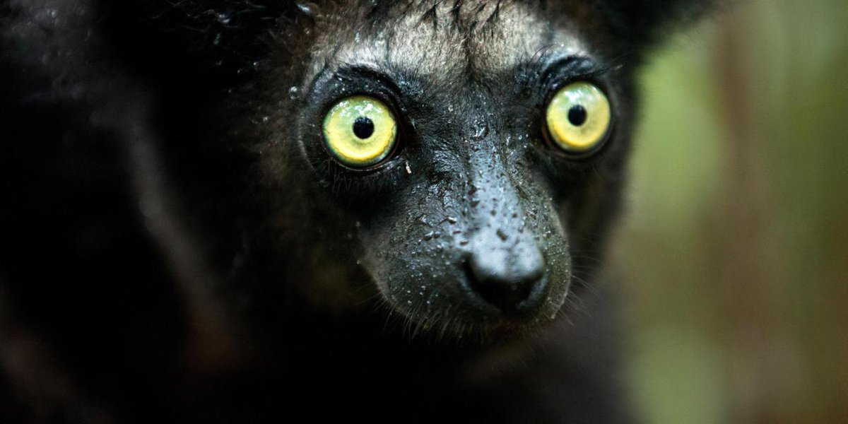 The Indri lemur shows off with impressive jumping skills | BBC Earth ...