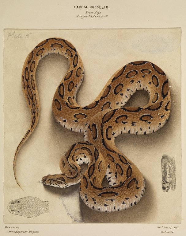 Russells Viper