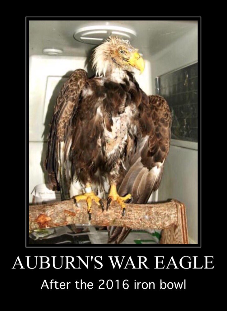 American Eagle Meme Waterboard