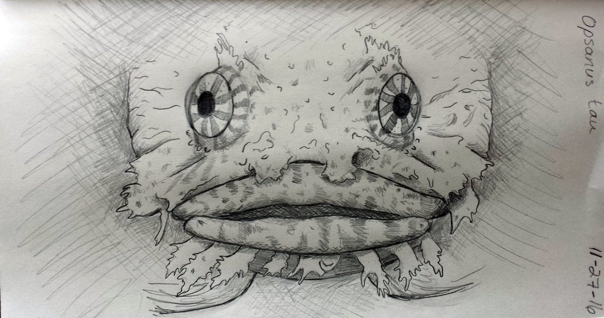 Oyster Toadfish Drawing