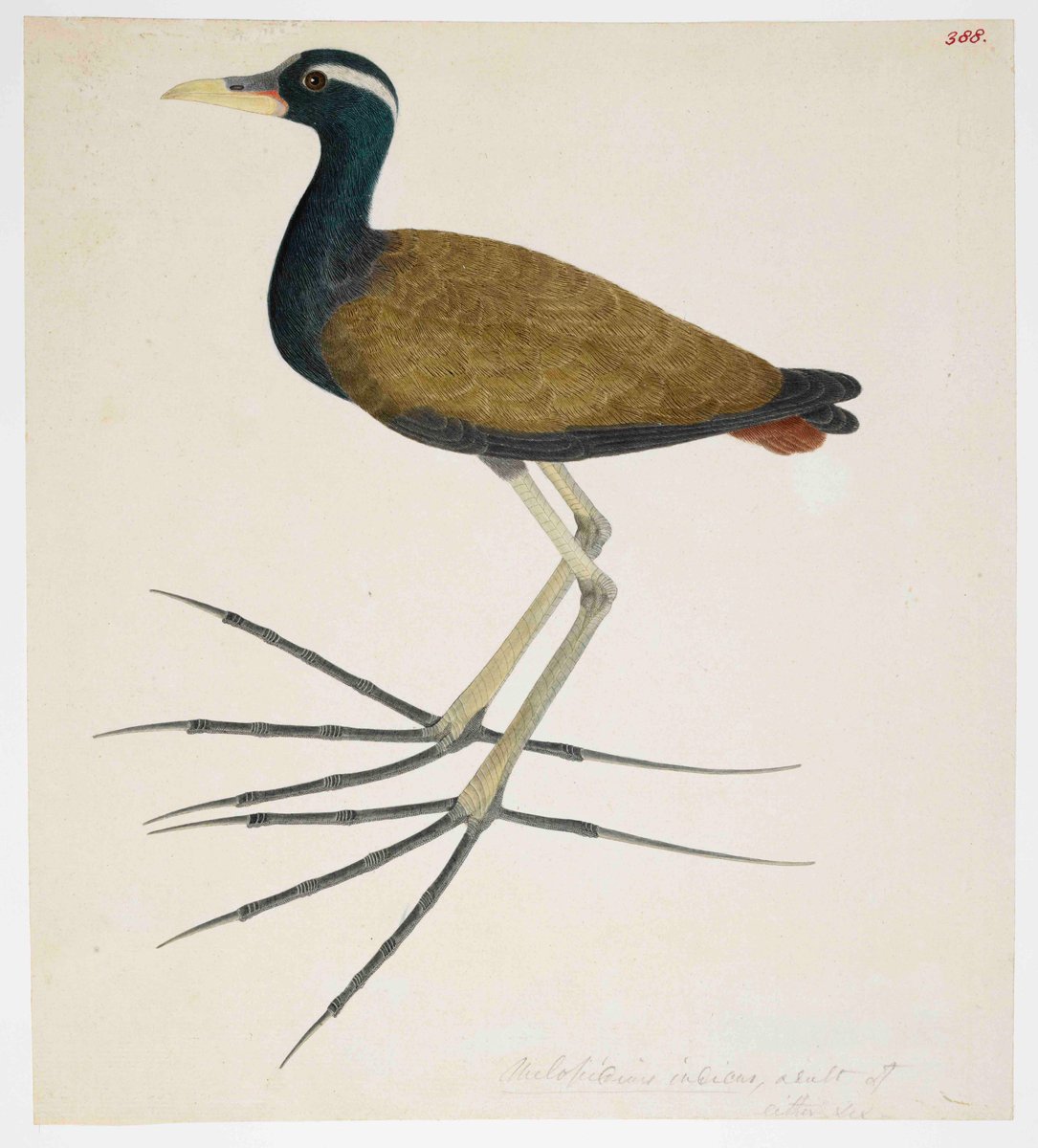 Bronze Winged Jacana