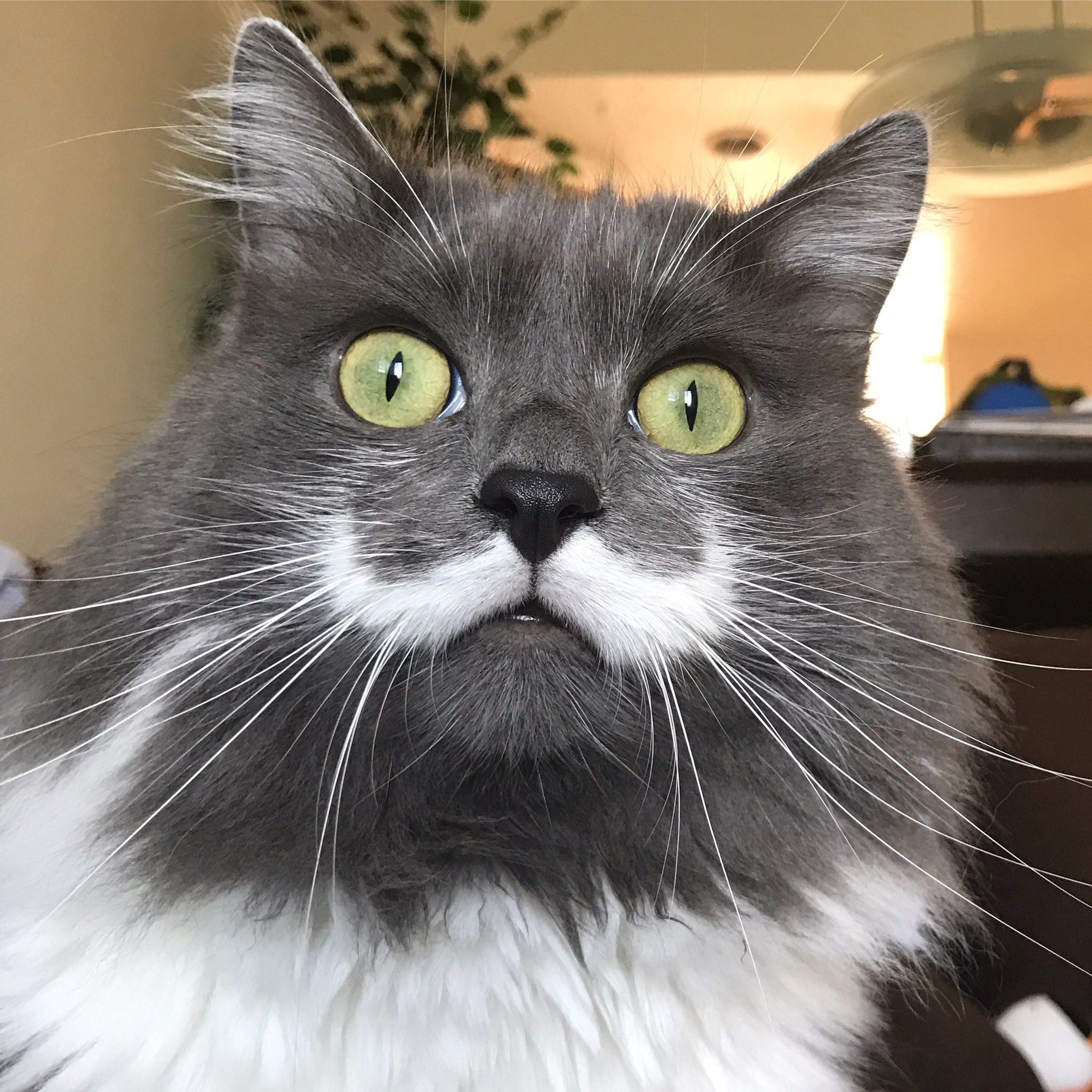 Hamilton The Hipster Cat Owner