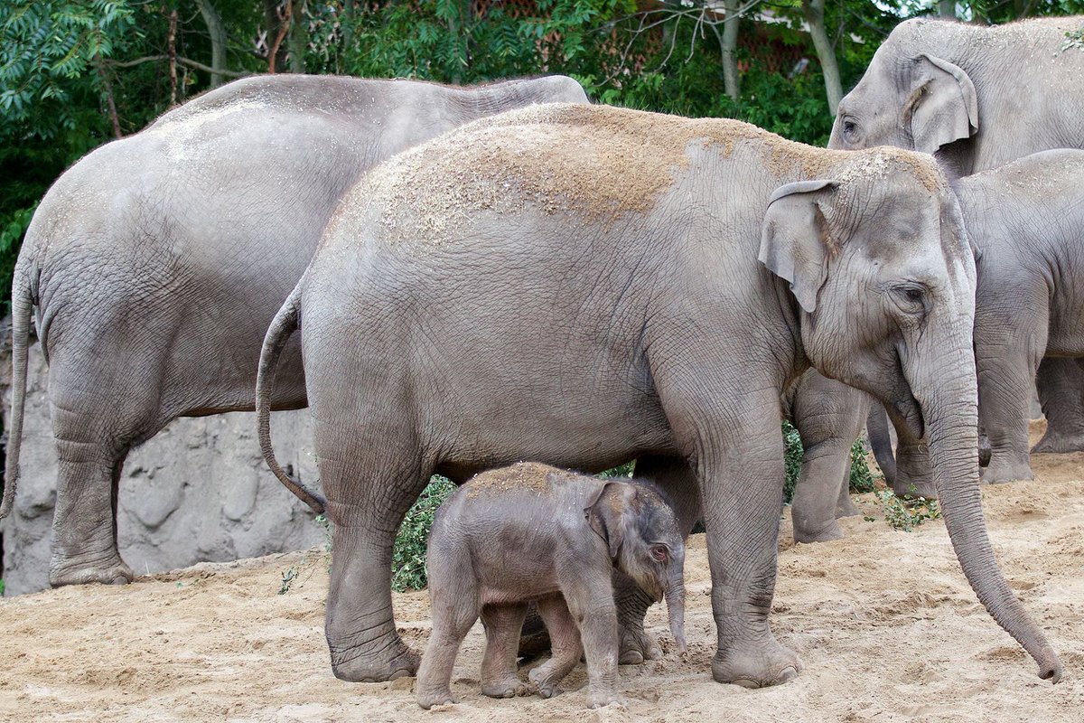 Dublin Zoo Elephants