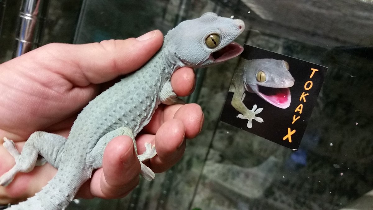 Tokay Gecko Morphs