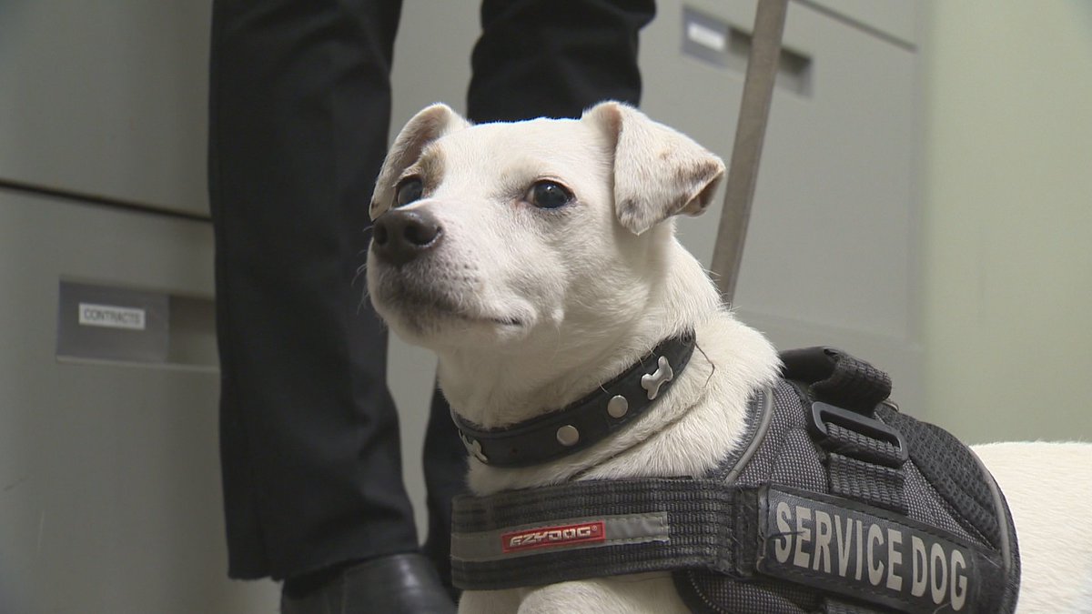 Jack Russell Service Dog