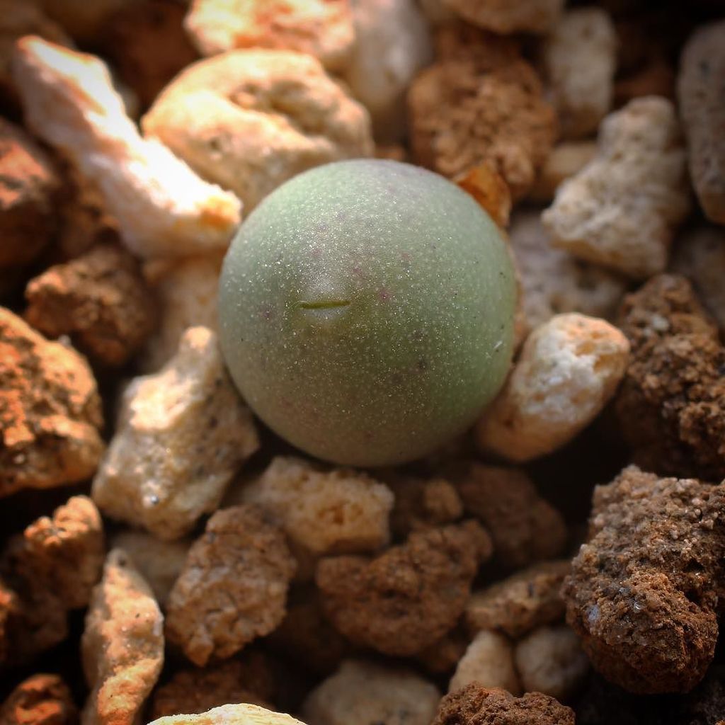 コノフィツム 翡翠玉 Conophytum calculus｜多肉植物図鑑 PUKUBOOK(プクブック)