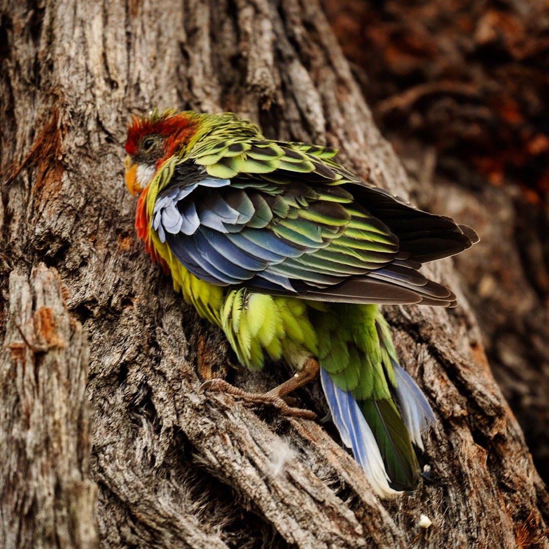 Eastern Rosella Baby