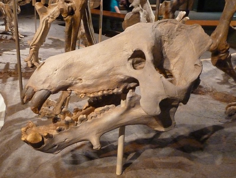 Entelodont Skull