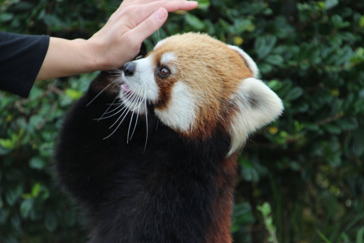 Panda High Five