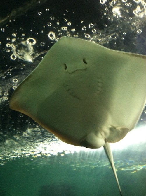 Happy Stingray Tumblr