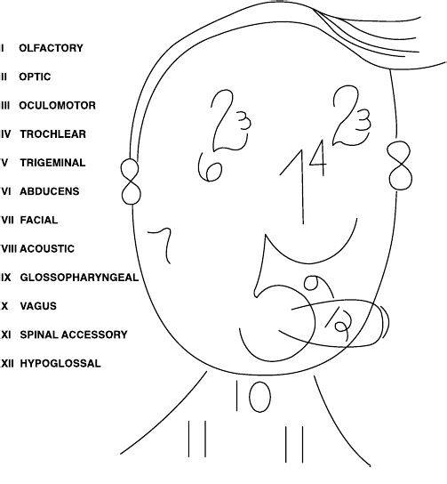 Cranial Nerves Cranial Nerves Cranial Nerves Mnemonic Nerve | My XXX ... Cranial Nerves Cranial Nerves Cranial Nerves Mnemonic Nerve | My XXX ...