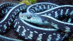 Puget Sound Garter Snake