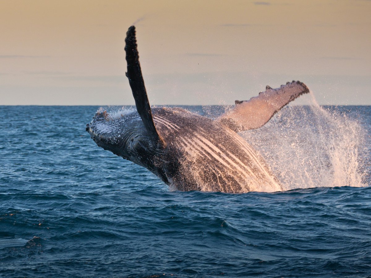 : Foto del día: Ballena jorobada saltando fuera del agua