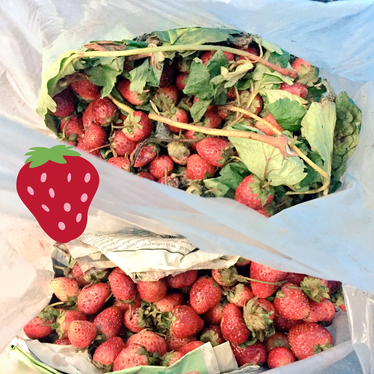 Raphiphan Yui (@Raphiphan_yui) | Twitter