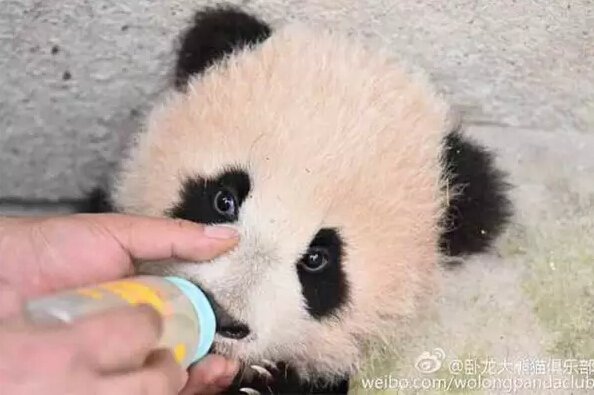 Just like babies: #panda cubs learn to use baby bottle to drink milk ...
