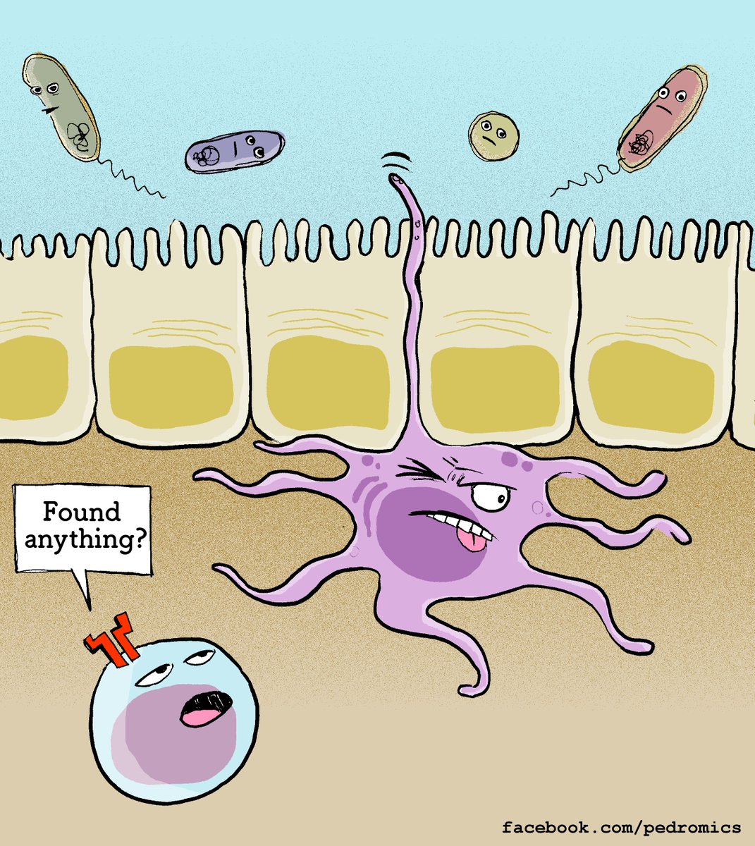 Dendritic Cell Cartoon