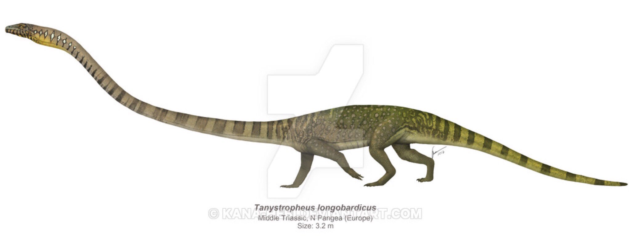 Tanystropheus Skeleton