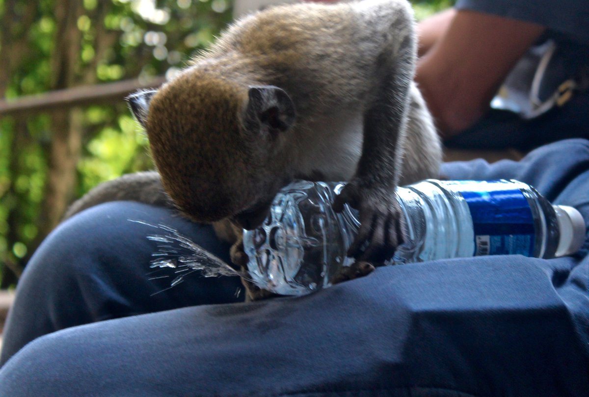 Sumanto (@SumChat) | Twitter