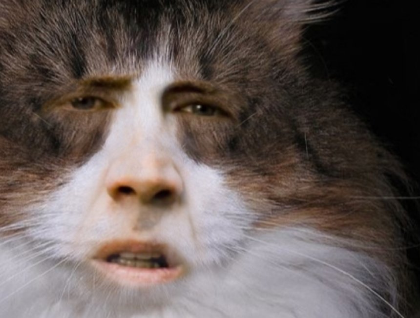 Nicolas Cage Animal Face Swap