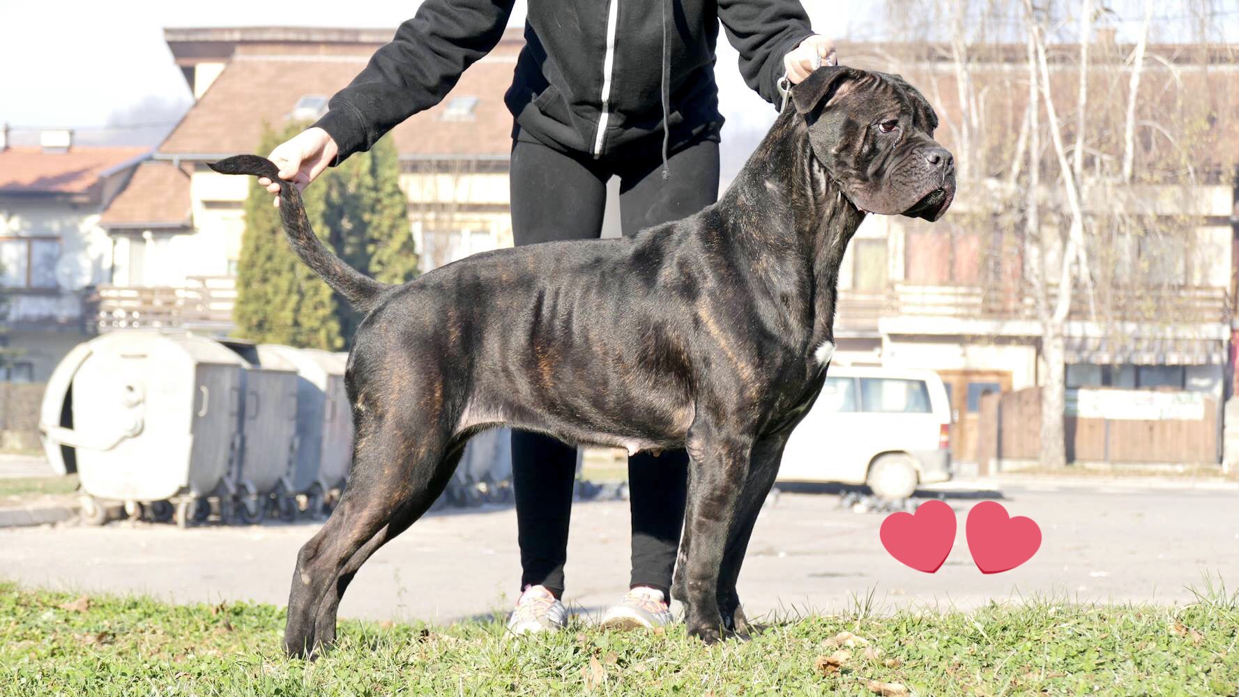 What Is The Average Weight Of A Cane Corso