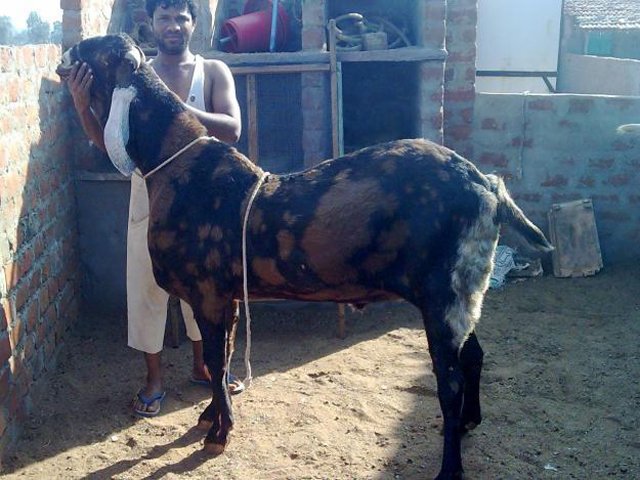 Kamori Goat Kamori Breed From Sindh, Pakistan Photo Share By M.Ali