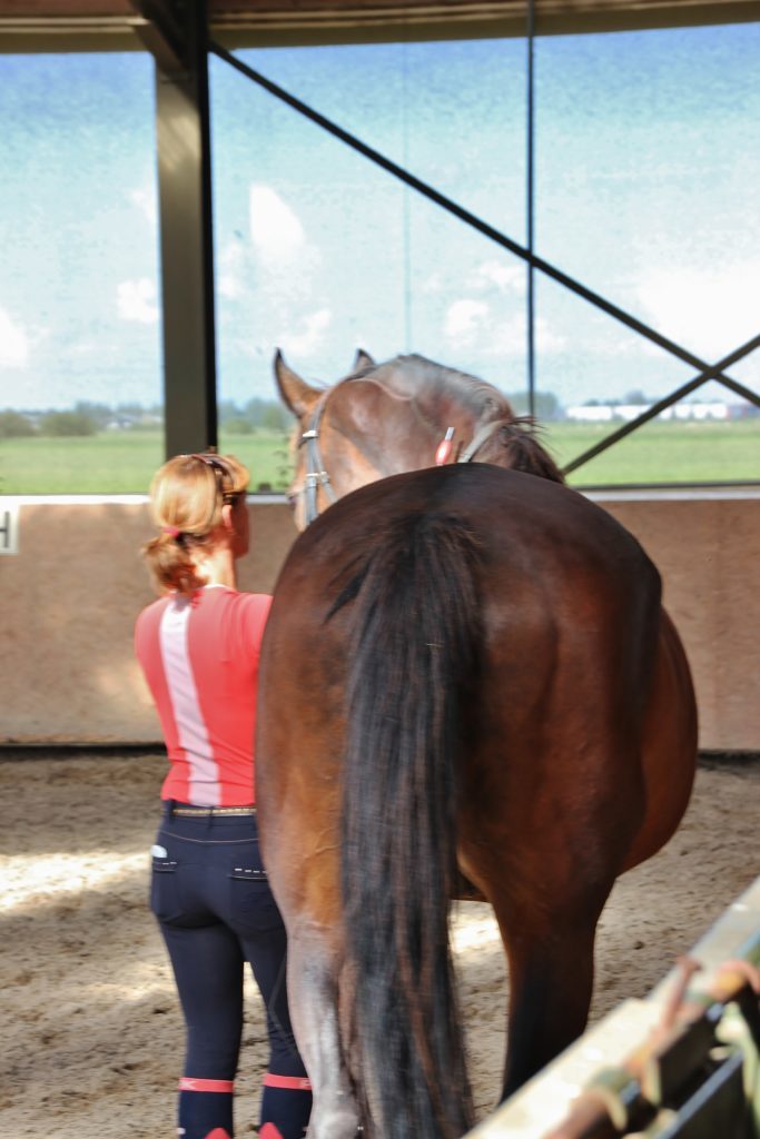 Equicare-Plus (@EquicarePlus) | Twitter