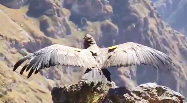 Sus cuidadores bautizaron a este cóndor como Wayra, que en quechua ...