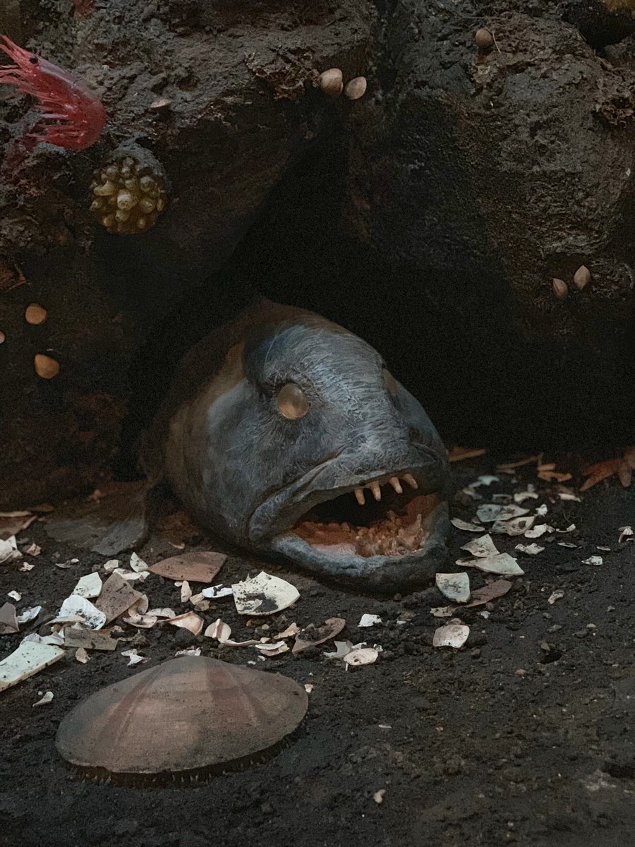 Fish That Looks Like A Rock