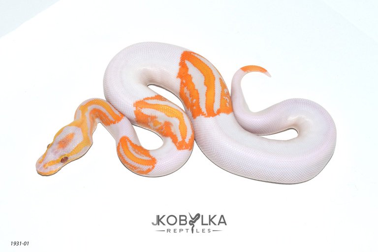 Dreamsicle Ball Python