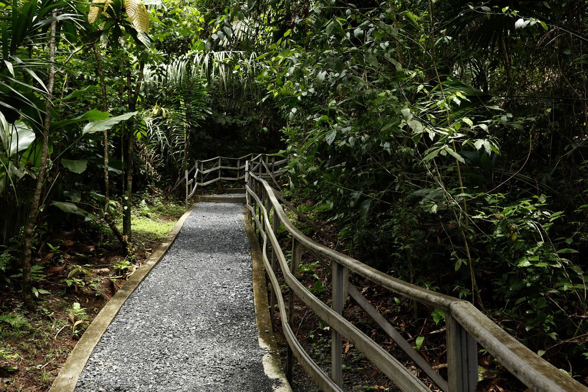 Descubre la fauna y flora de los bosques de Panamá a través del Sendero ...