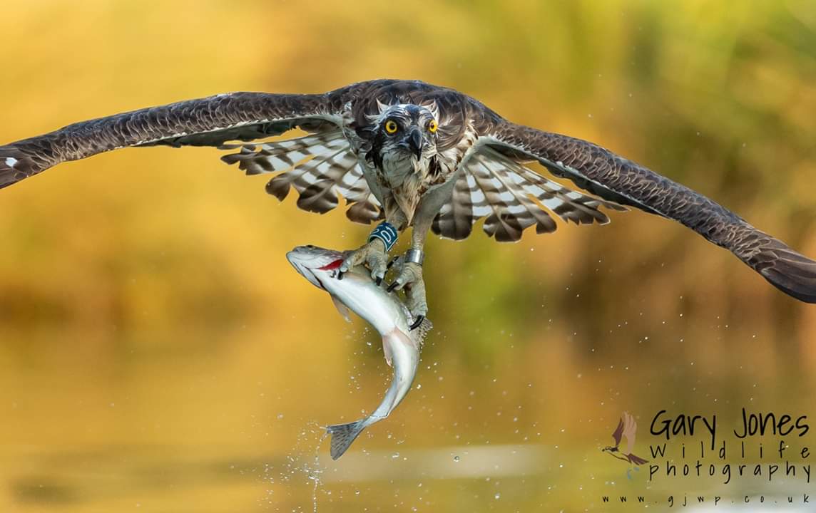 Autumn H Photography (@AHMPhotography) | Twitter