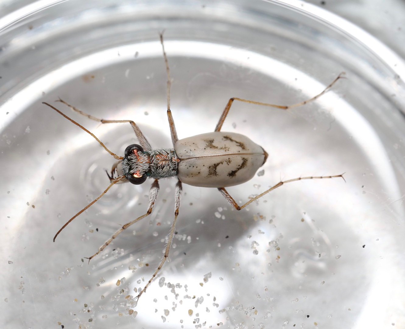 Northeast Beach Tiger Beetle