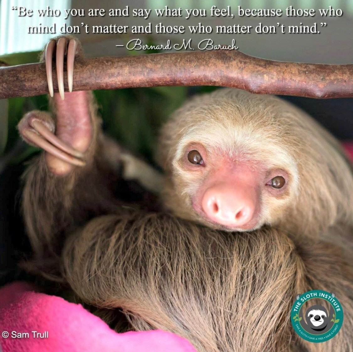 Sloths Quotes