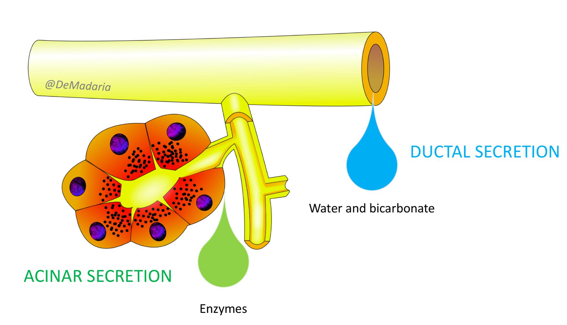 Pancreatic Juices Aka Enzyme