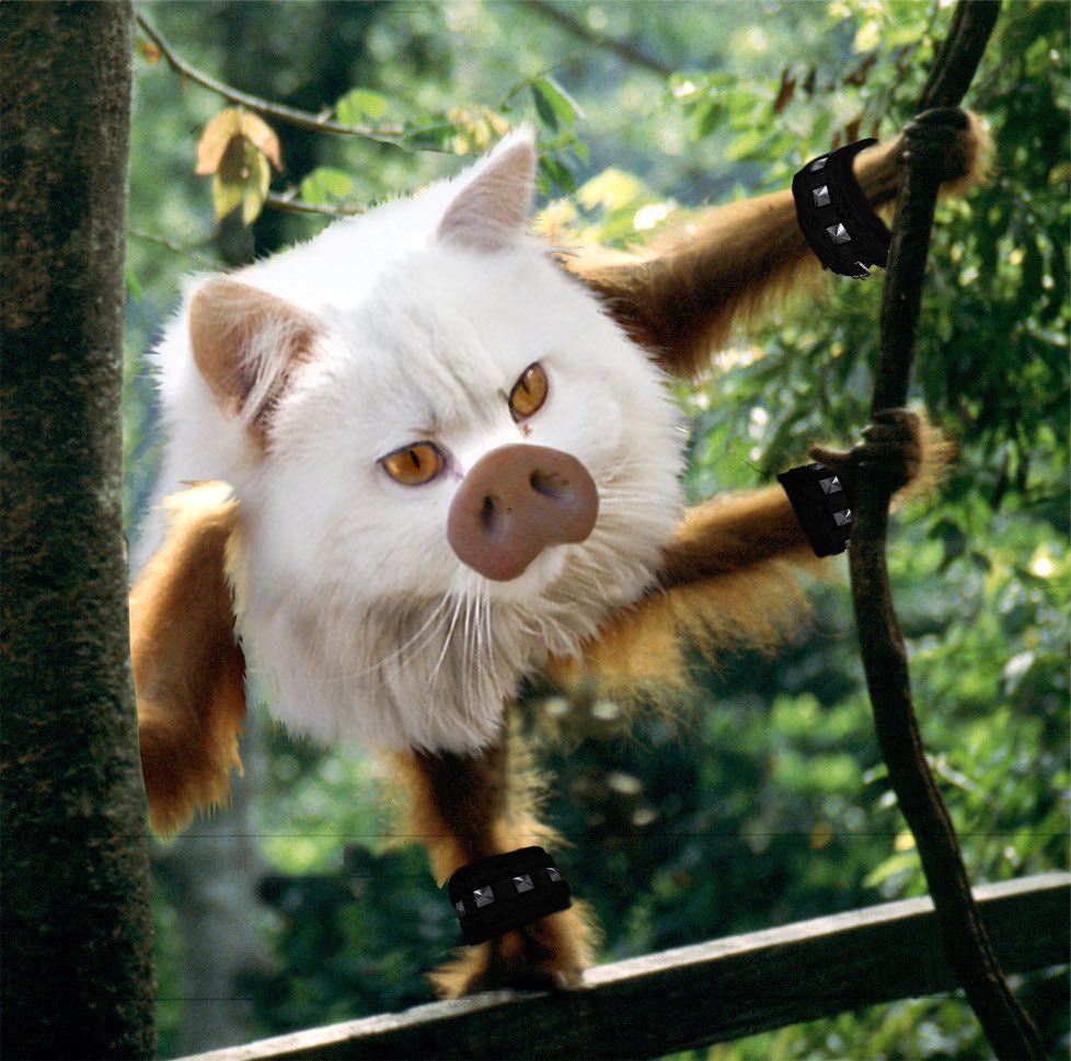 Monkey Pig Is Called What In Pokemon