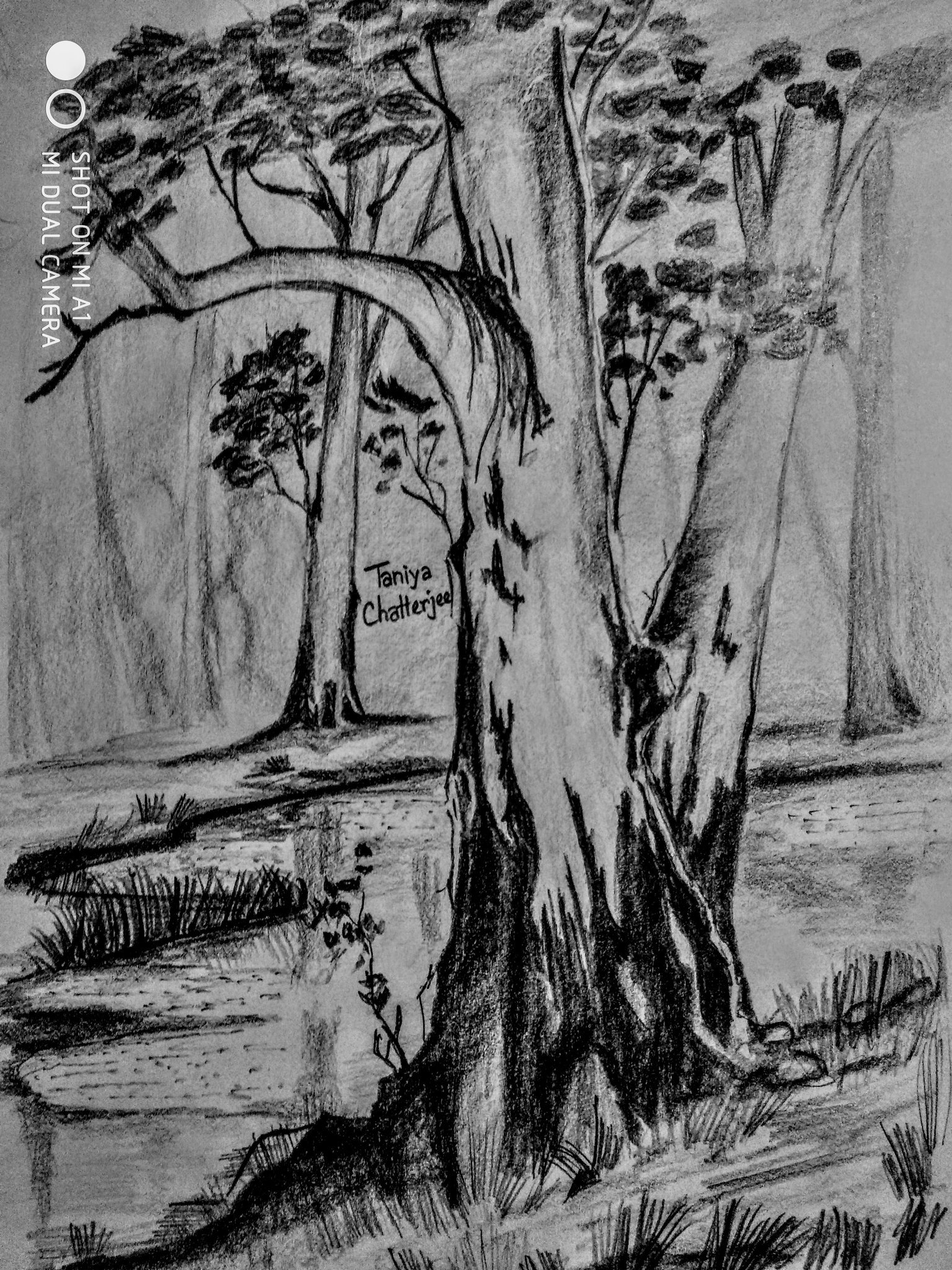 Jungle Pencil Drawing