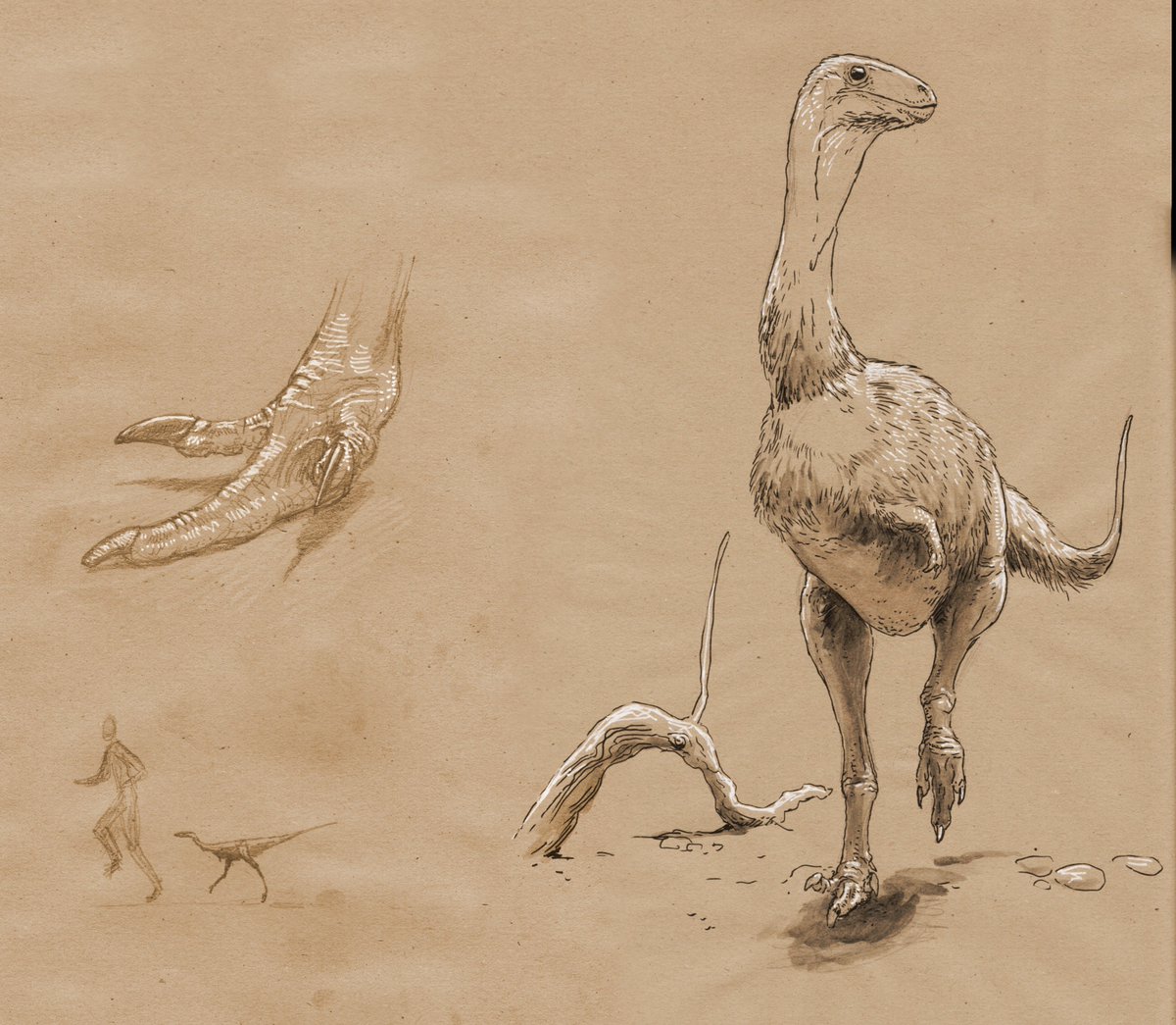New Desert dwelling Dinosaur discovered Vespersaurus: The One Toed ...