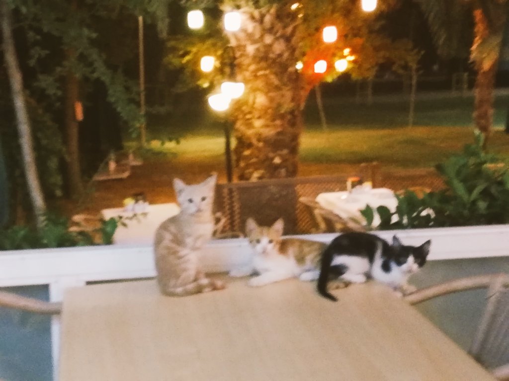 Sevim (@Sevim74170160) | Twitter