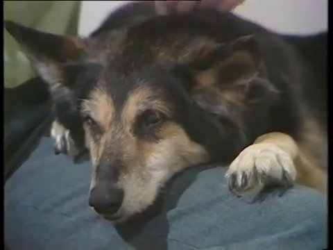 Petra: 1977: Petra, the original Blue Peter dog (or so they had us ...