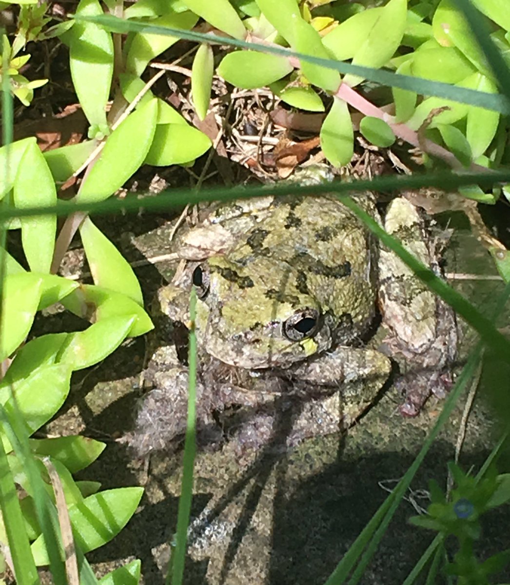 This is a first. Found this little Fella inside the house this morning ...