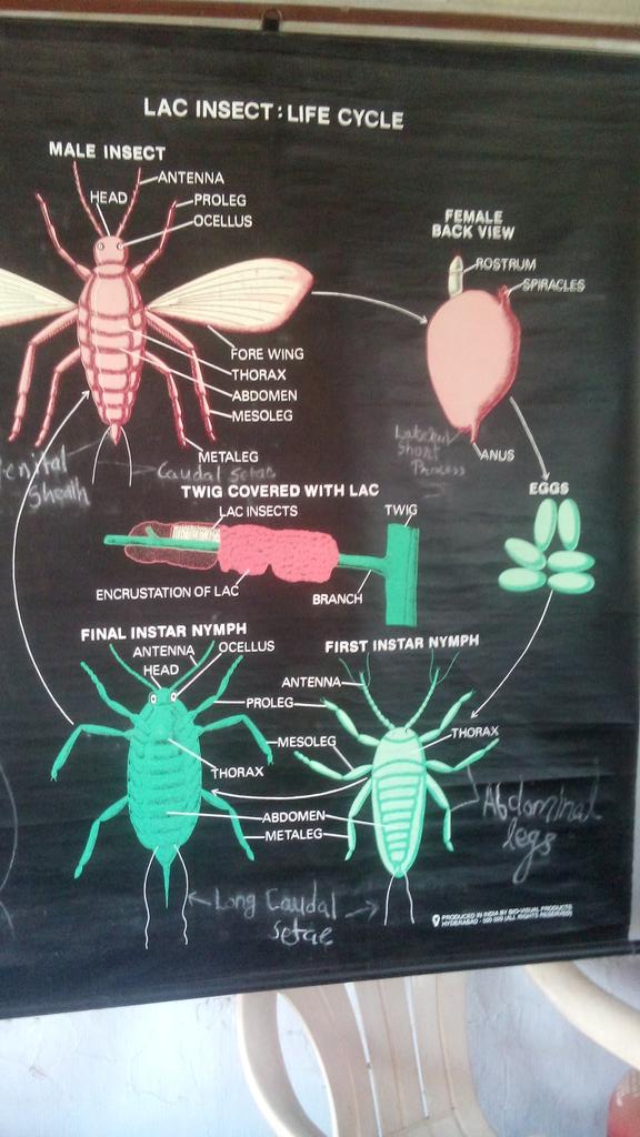 Life Cycle Of Lac Insect