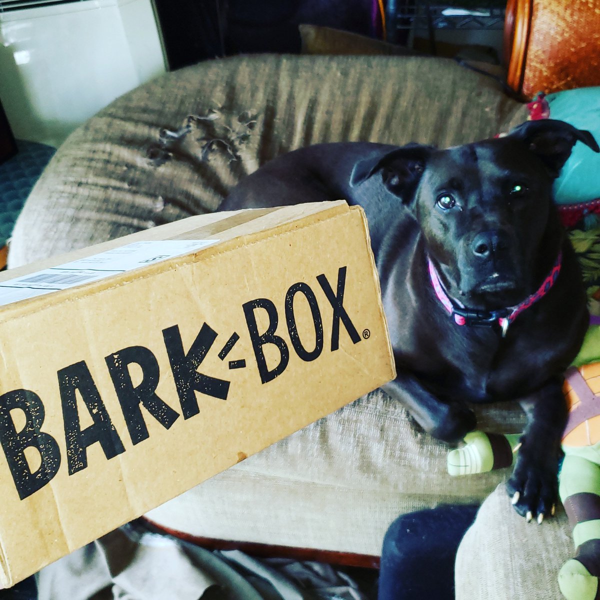 tmobilebarkbox-hashtag-on-twitter