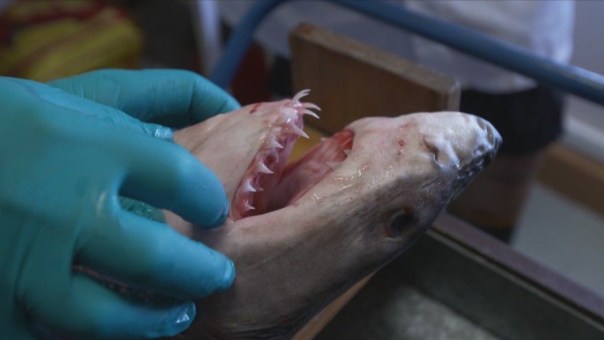 Newborn Shark