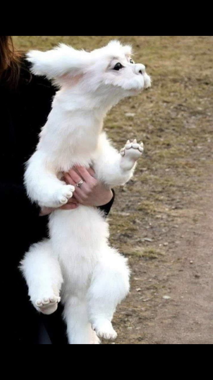 Falcor Dog