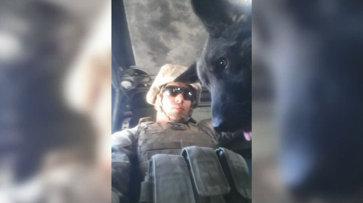HEARTWARMING REUNION ️? Sgt. Jacob Varela & K9 Atilla served together 3 ...